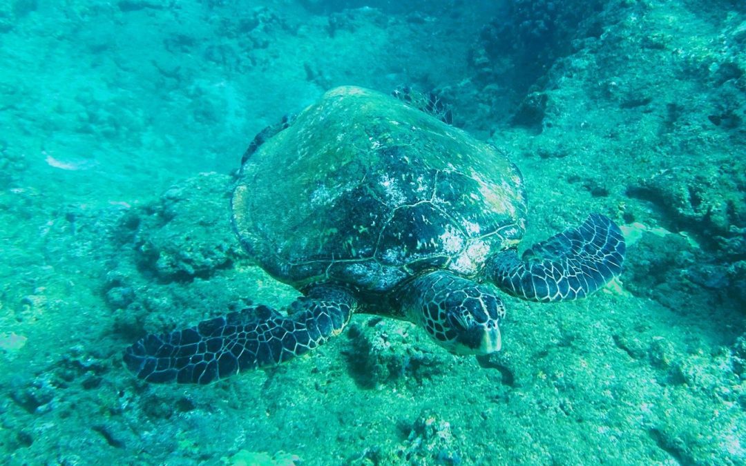 turtle - polynesia.com | blog
