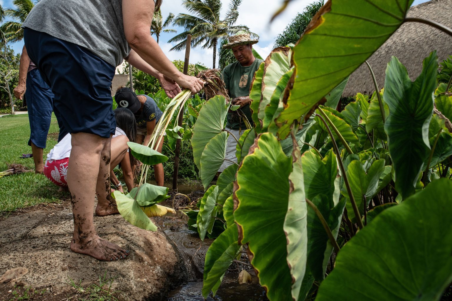 Hawaiian Words & Meanings | Polynesian Cultural Center Blog