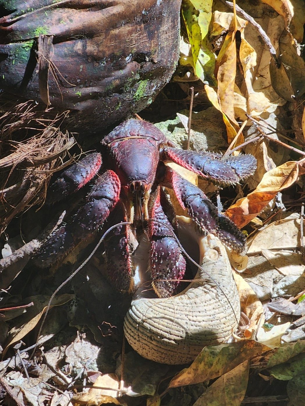 Coconut Crab - polynesia.com | blog