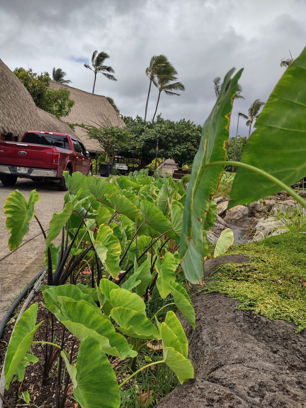 Kalo (Taro): The Root of Hawaiian Culture - polynesia.com | blog