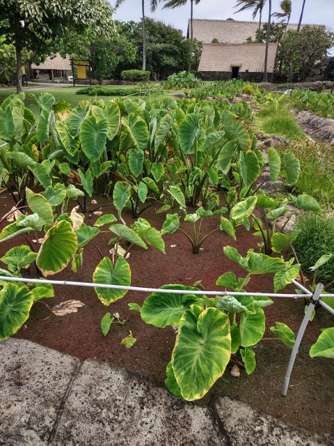 Kalo (Taro): The Root of Hawaiian Culture - polynesia.com | blog