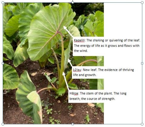 Kalo (Taro): The Root of Hawaiian Culture - polynesia.com | blog